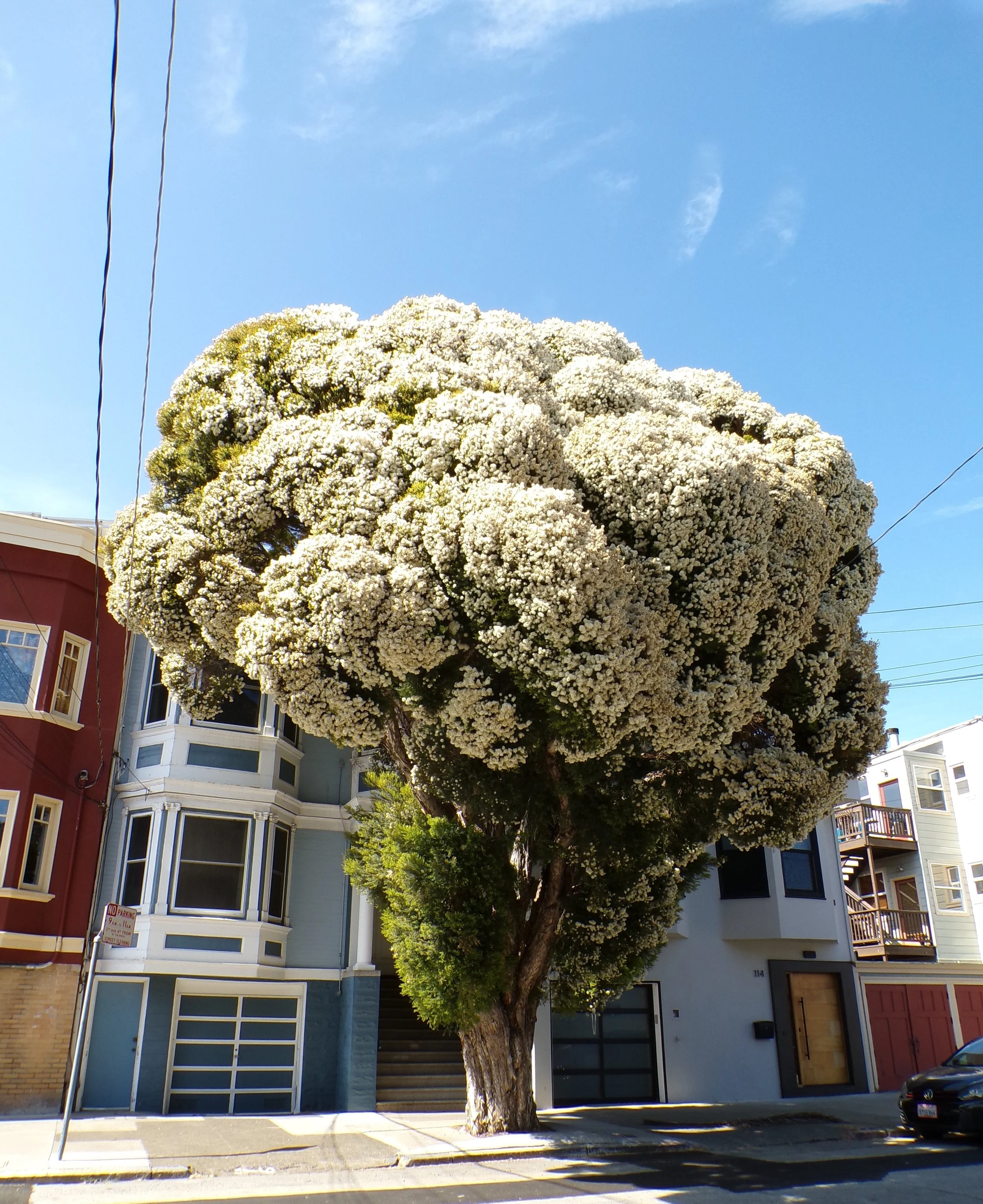 San Francisco's Top 10 Trees — San Francisco Trees