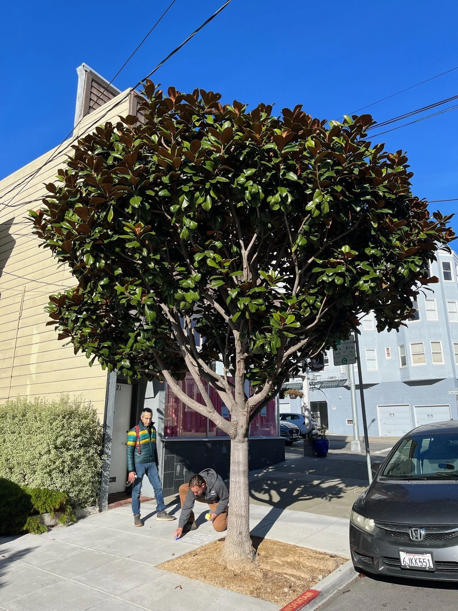 Pacific Heights West Tree Tour — San Francisco Trees
