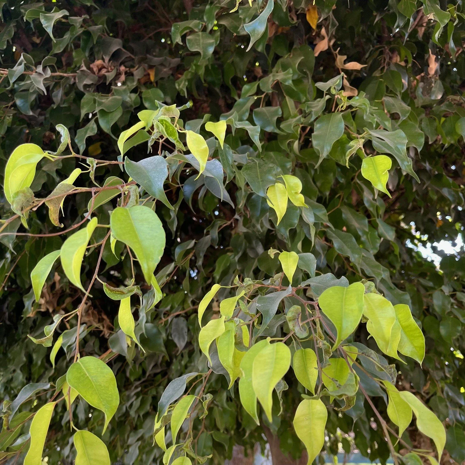 San Francisco Trees