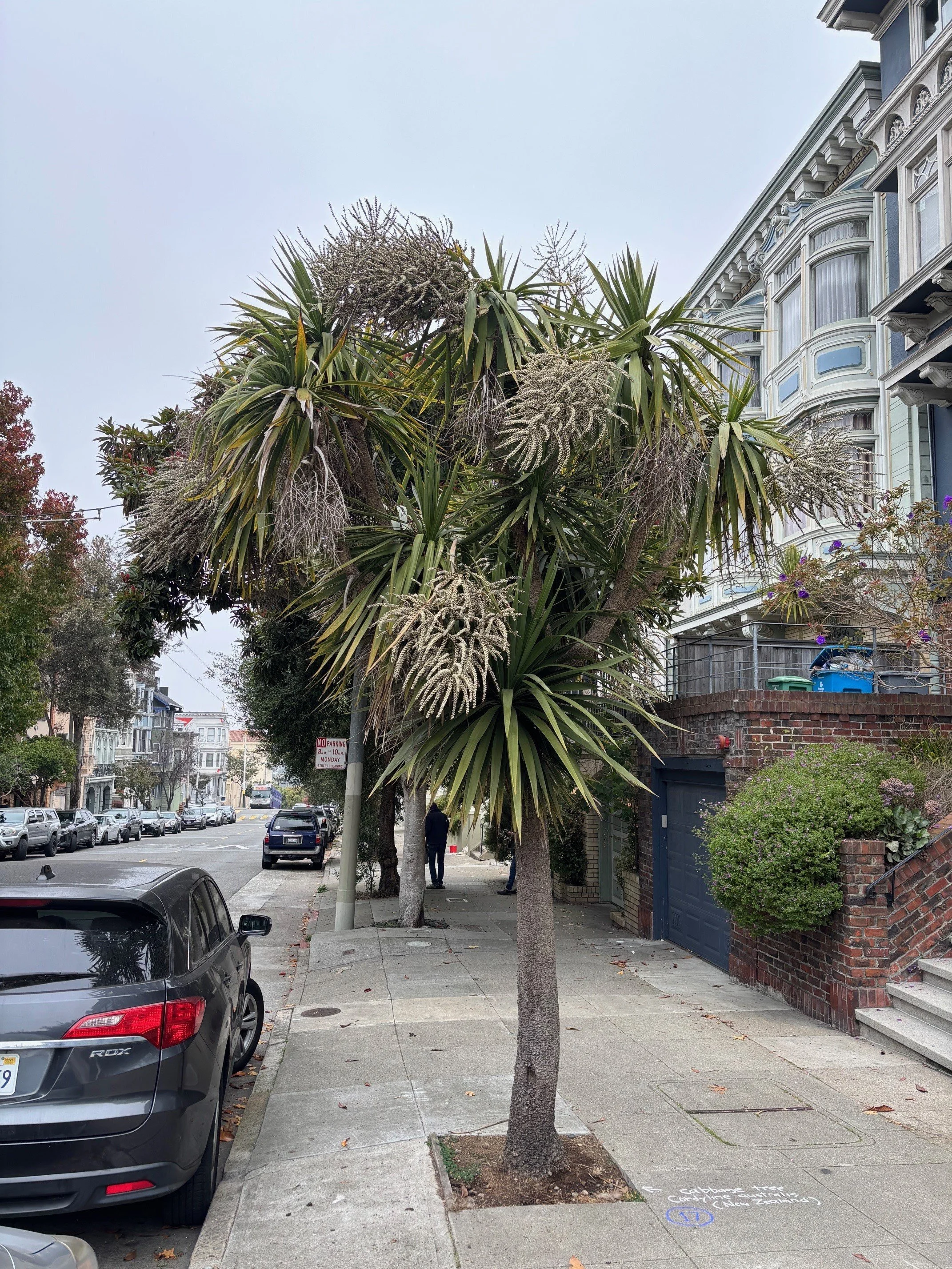San Francisco Trees