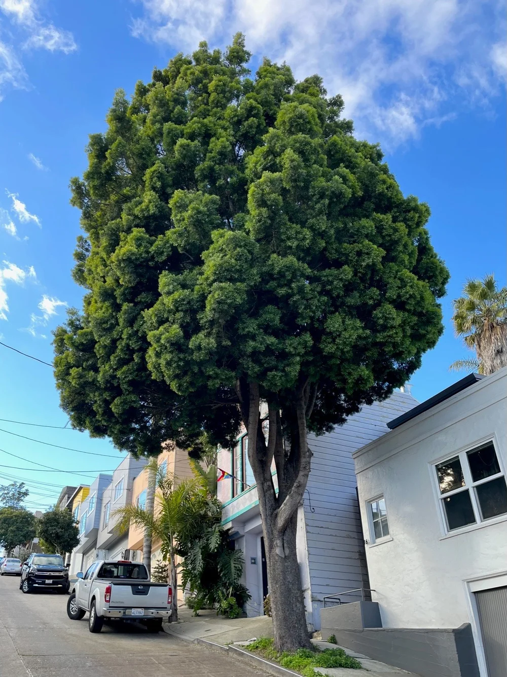 Bernal Heights (south) Tree Tour (1-29-23) — San Francisco Trees