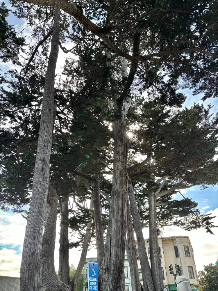 San Francisco Trees
