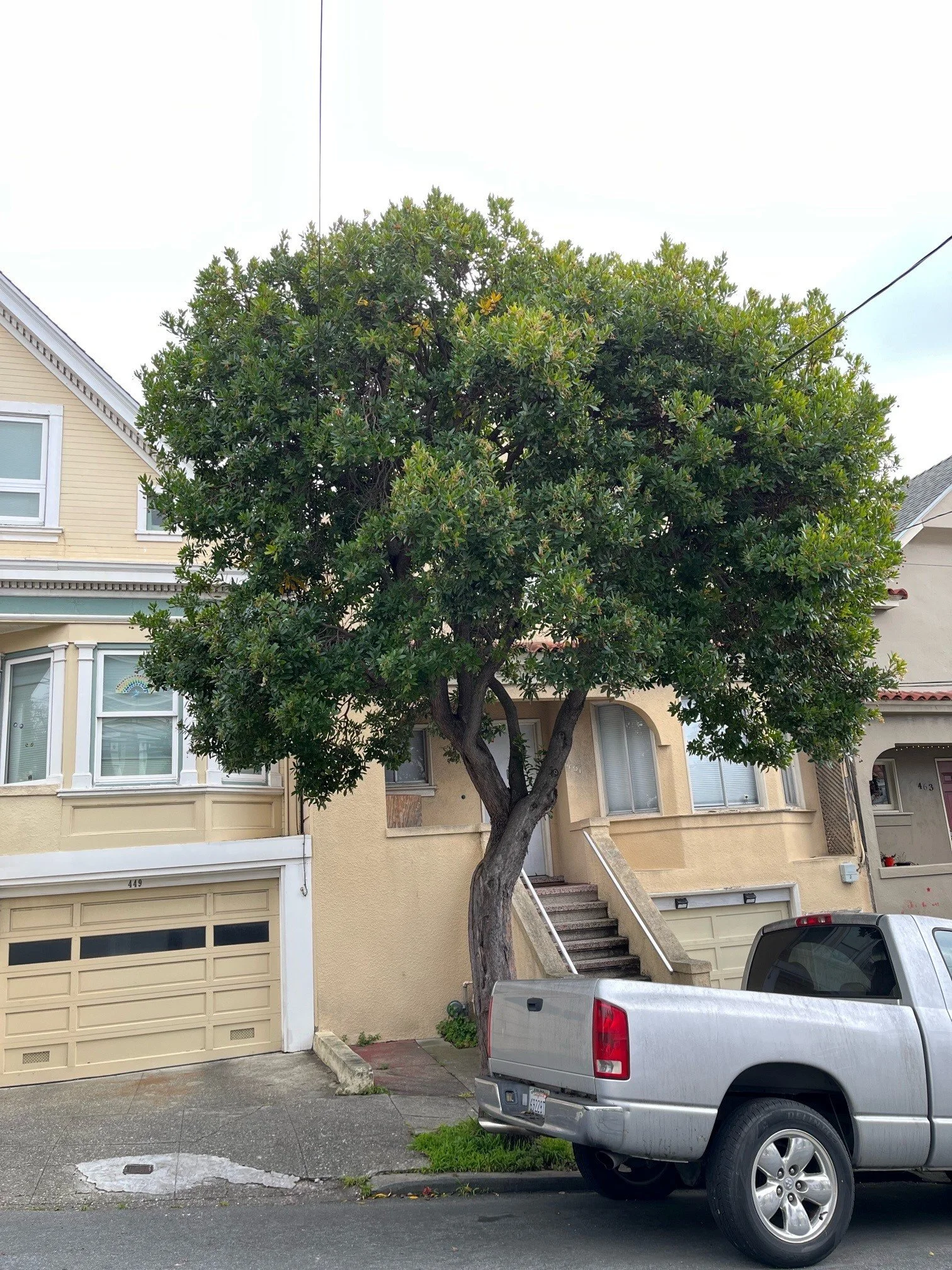 Bernal Heights (south) Tree Tour (1-29-23) — San Francisco Trees