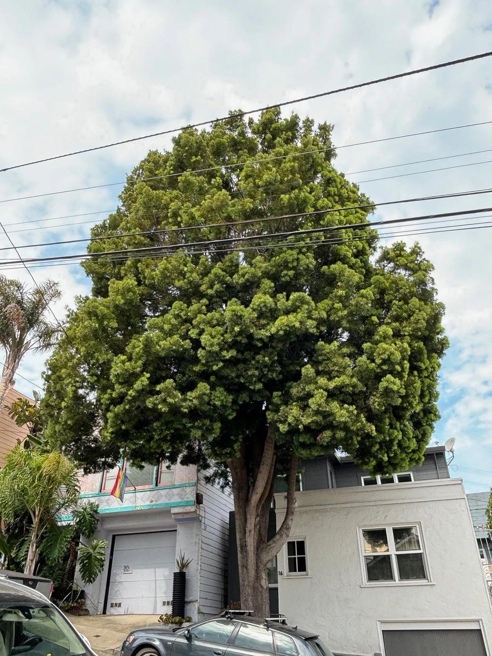 San Francisco Trees