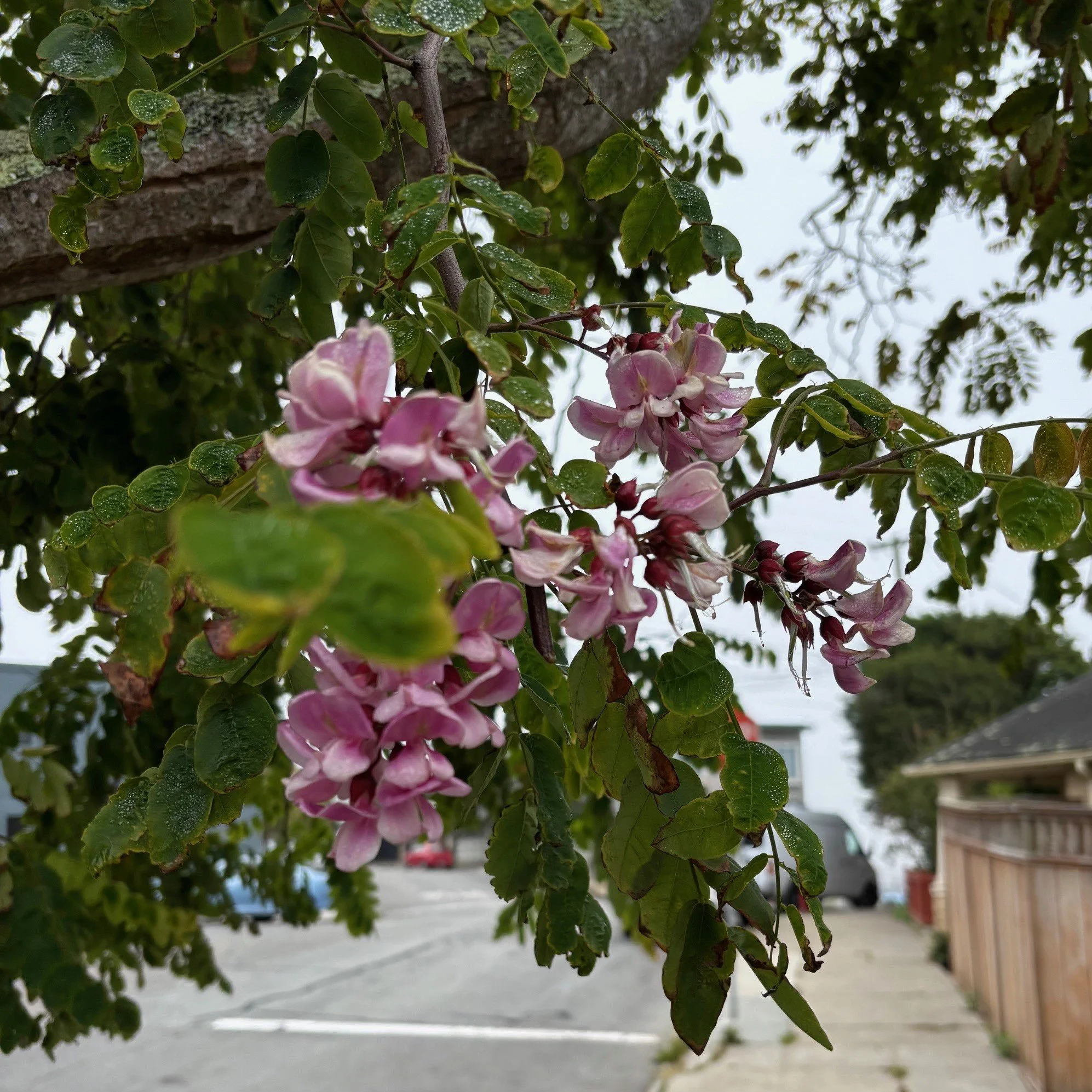 San Francisco Trees