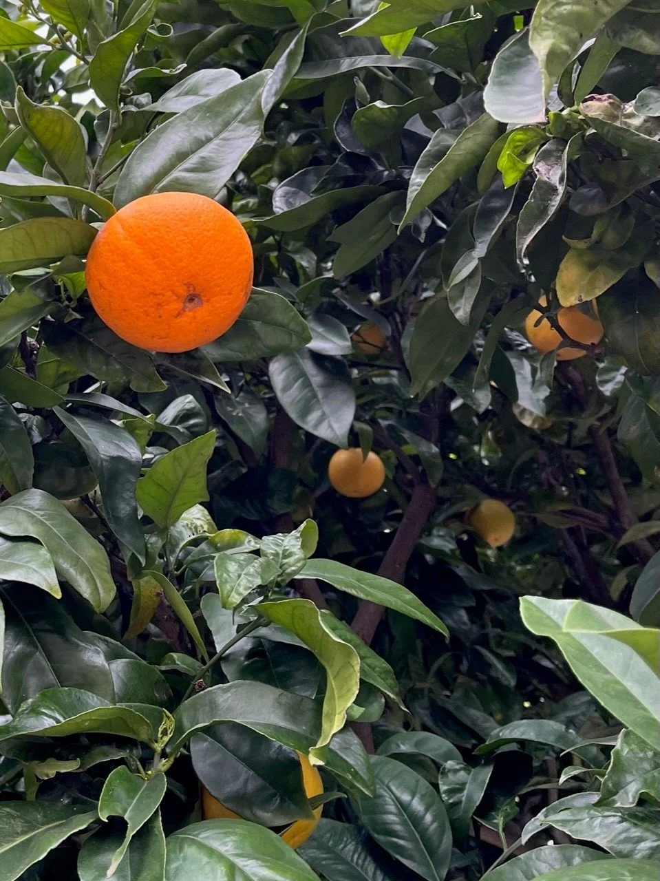 Bernal Heights (south) Tree Tour (1-29-23) — San Francisco Trees