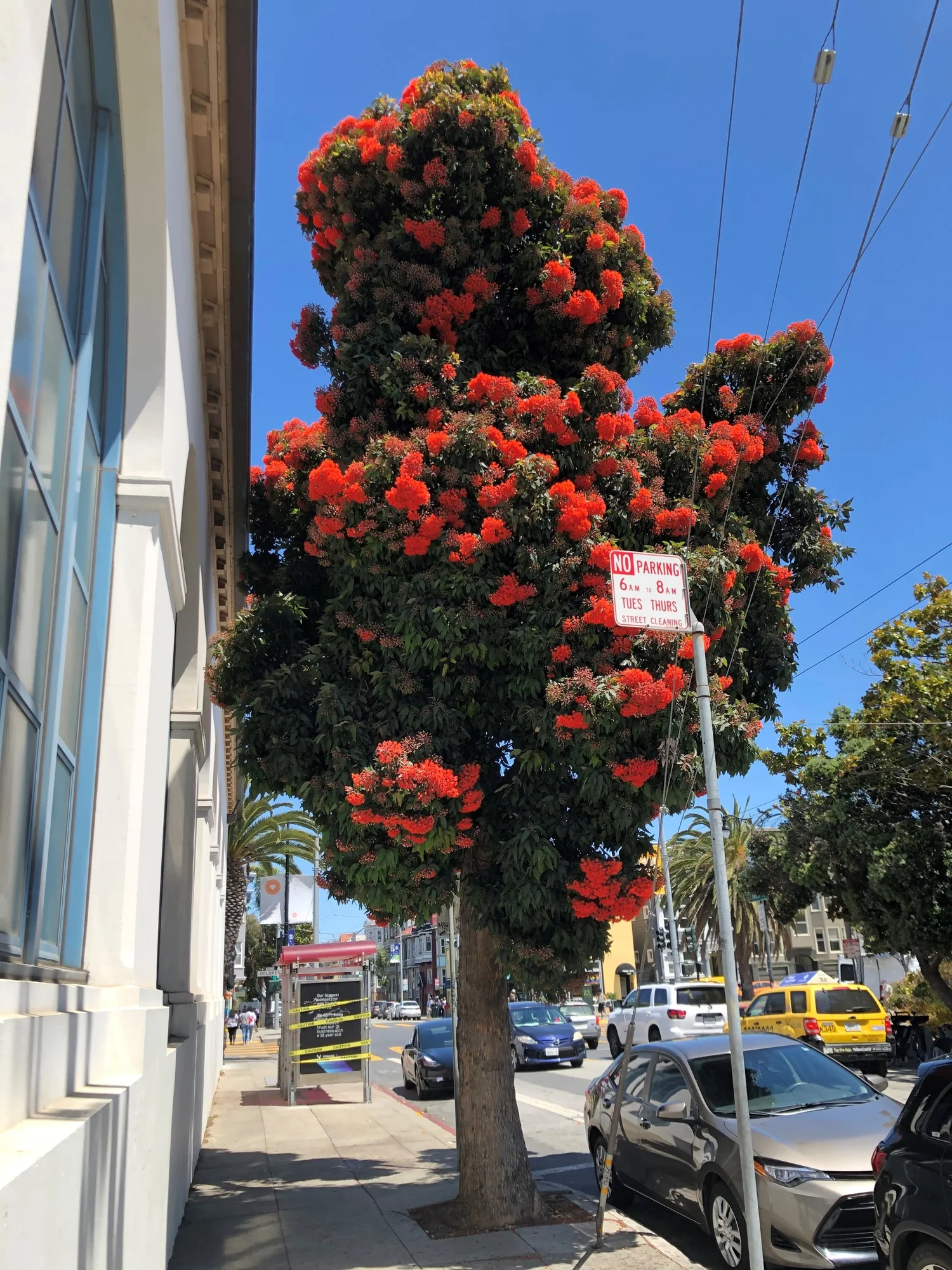 San Francisco Trees