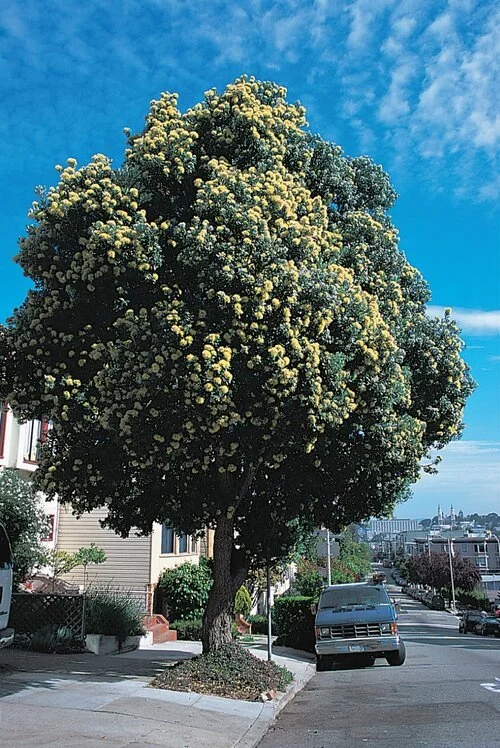 San Francisco Trees