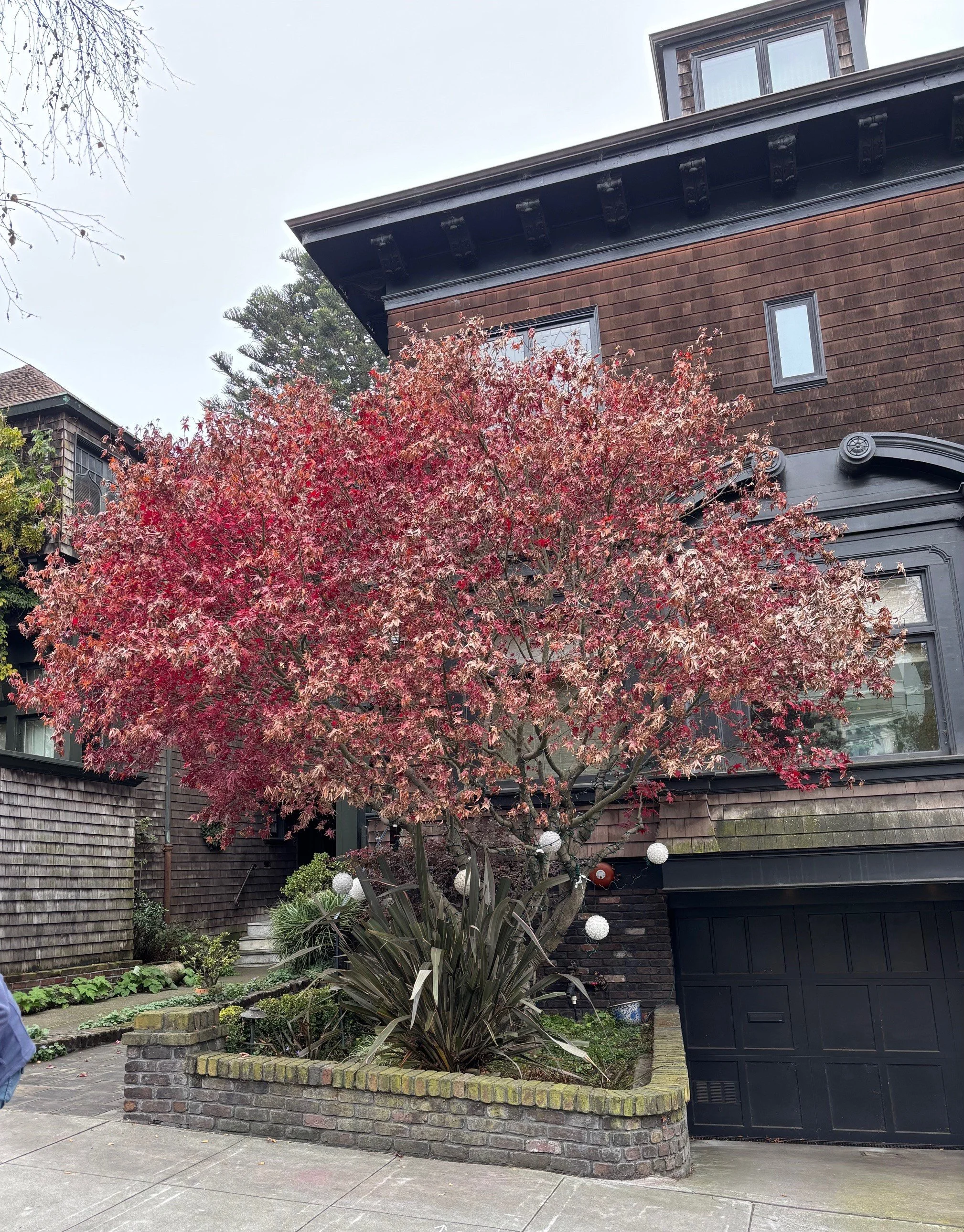 San Francisco Trees