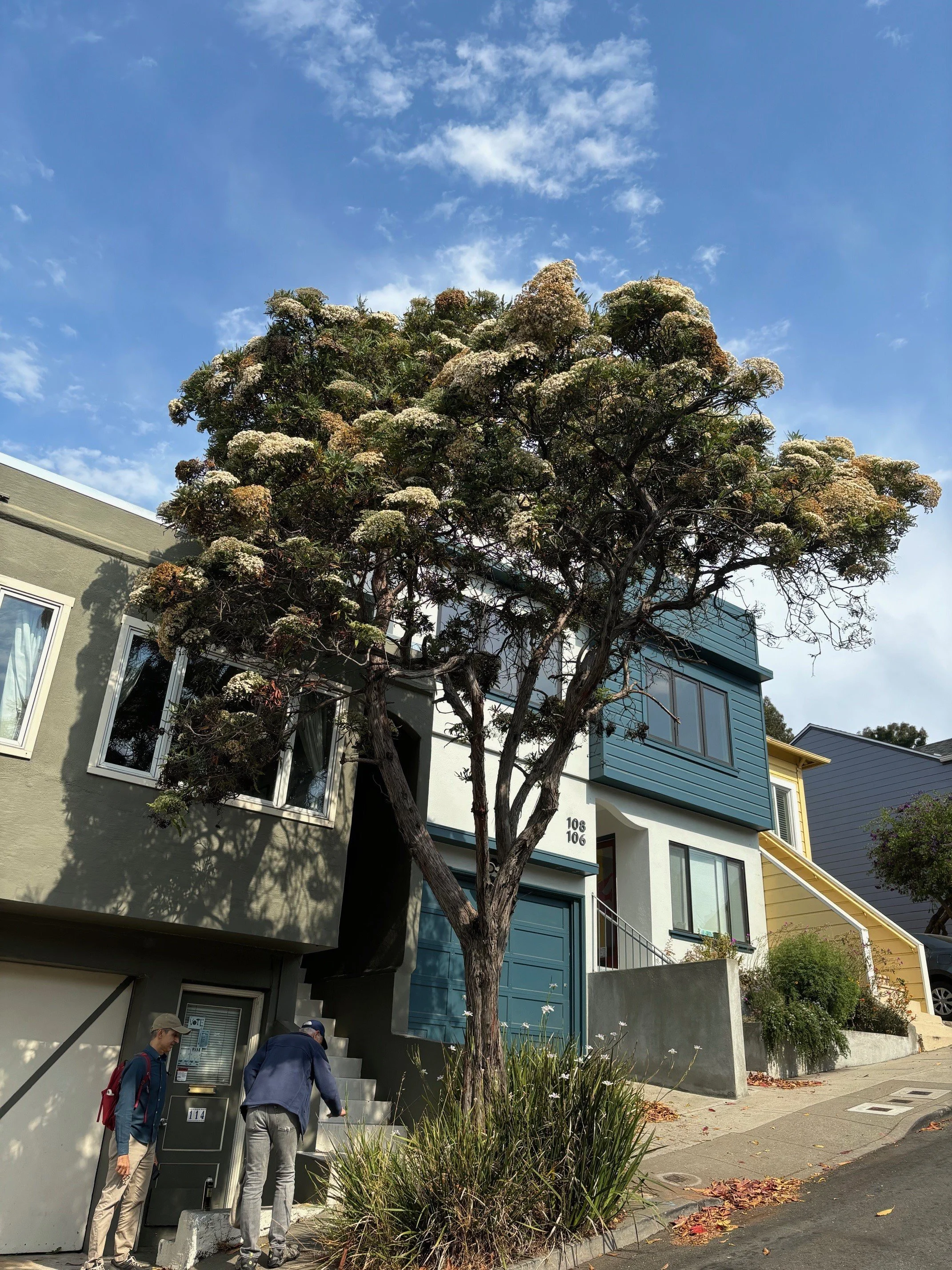 San Francisco Trees