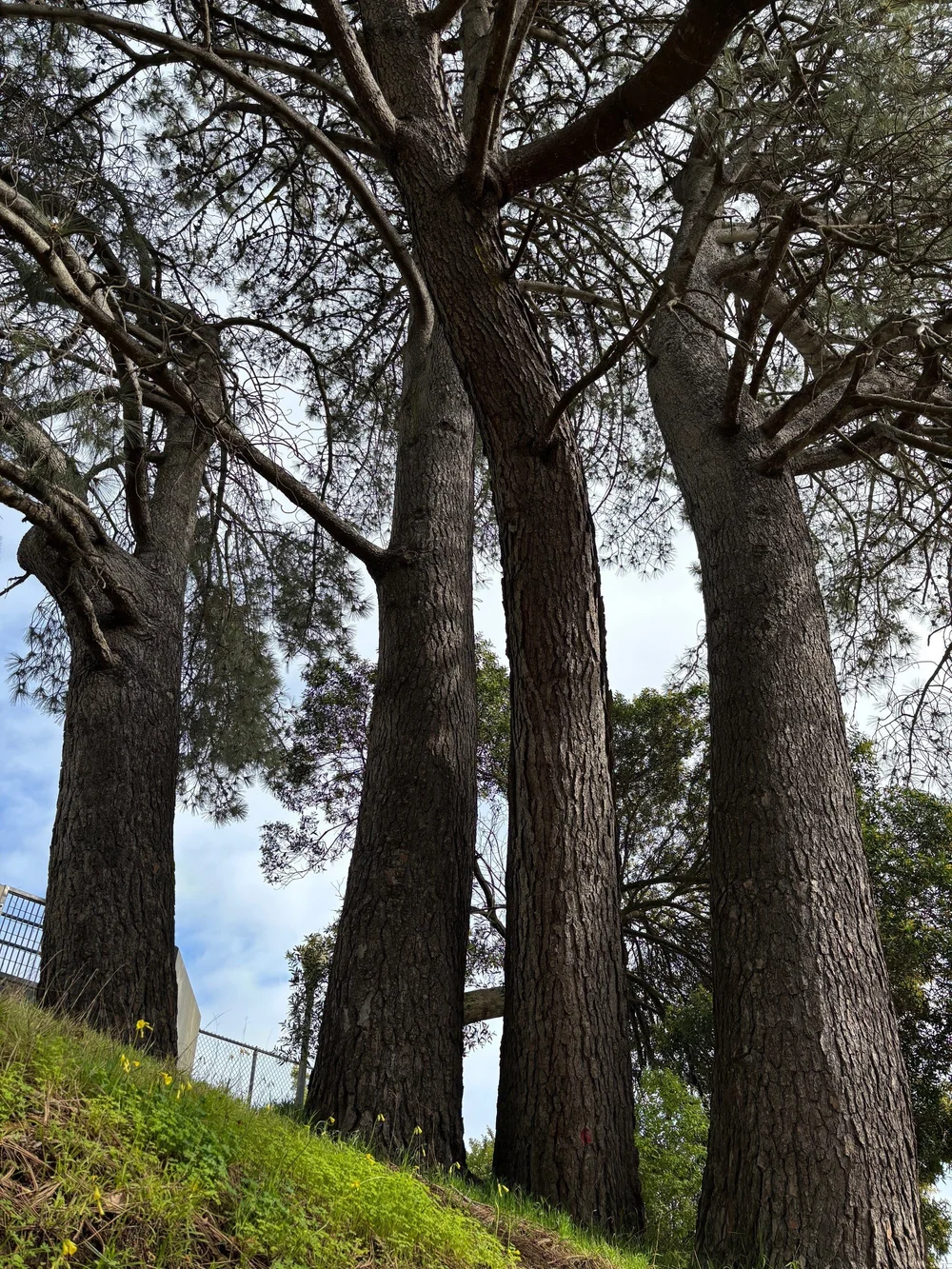 San Francisco Trees