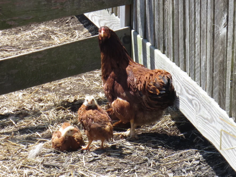 Buckeye Chickens