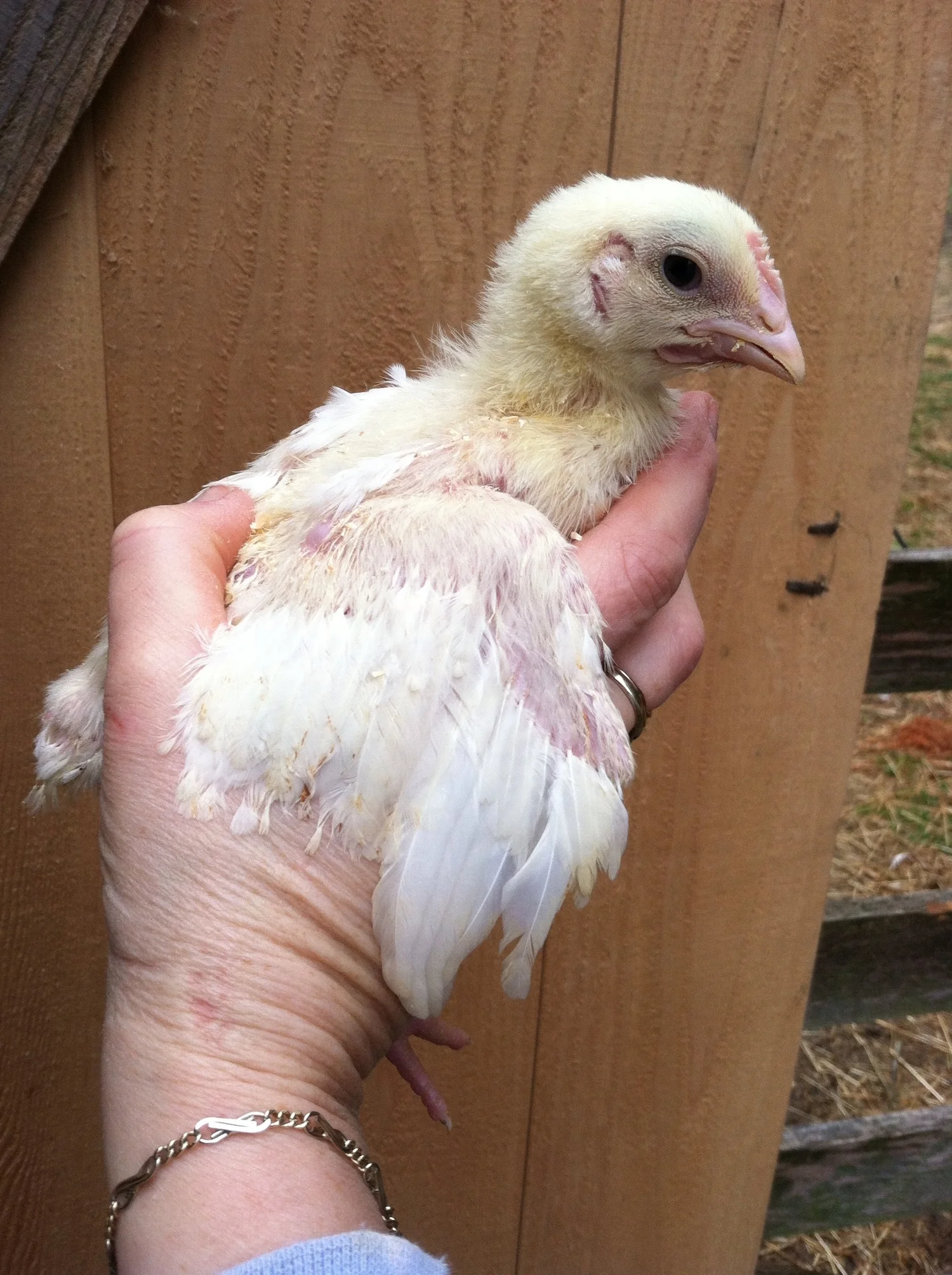 Genetically Modified Featherless Chicken