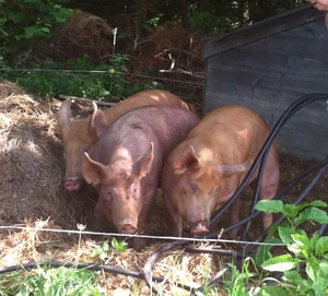 Moveable pig pen, AKA the pig tractor — Lilac Hill Farm
