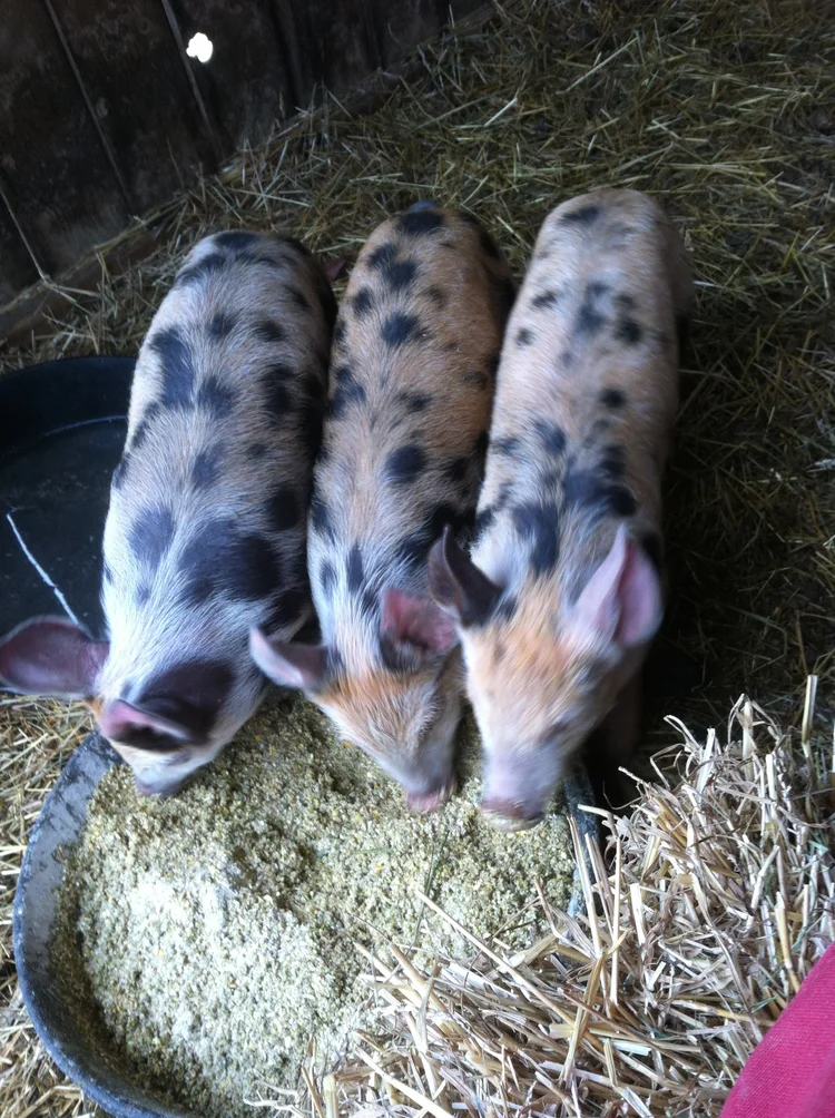Moveable pig pen, AKA the pig tractor — Lilac Hill Farm