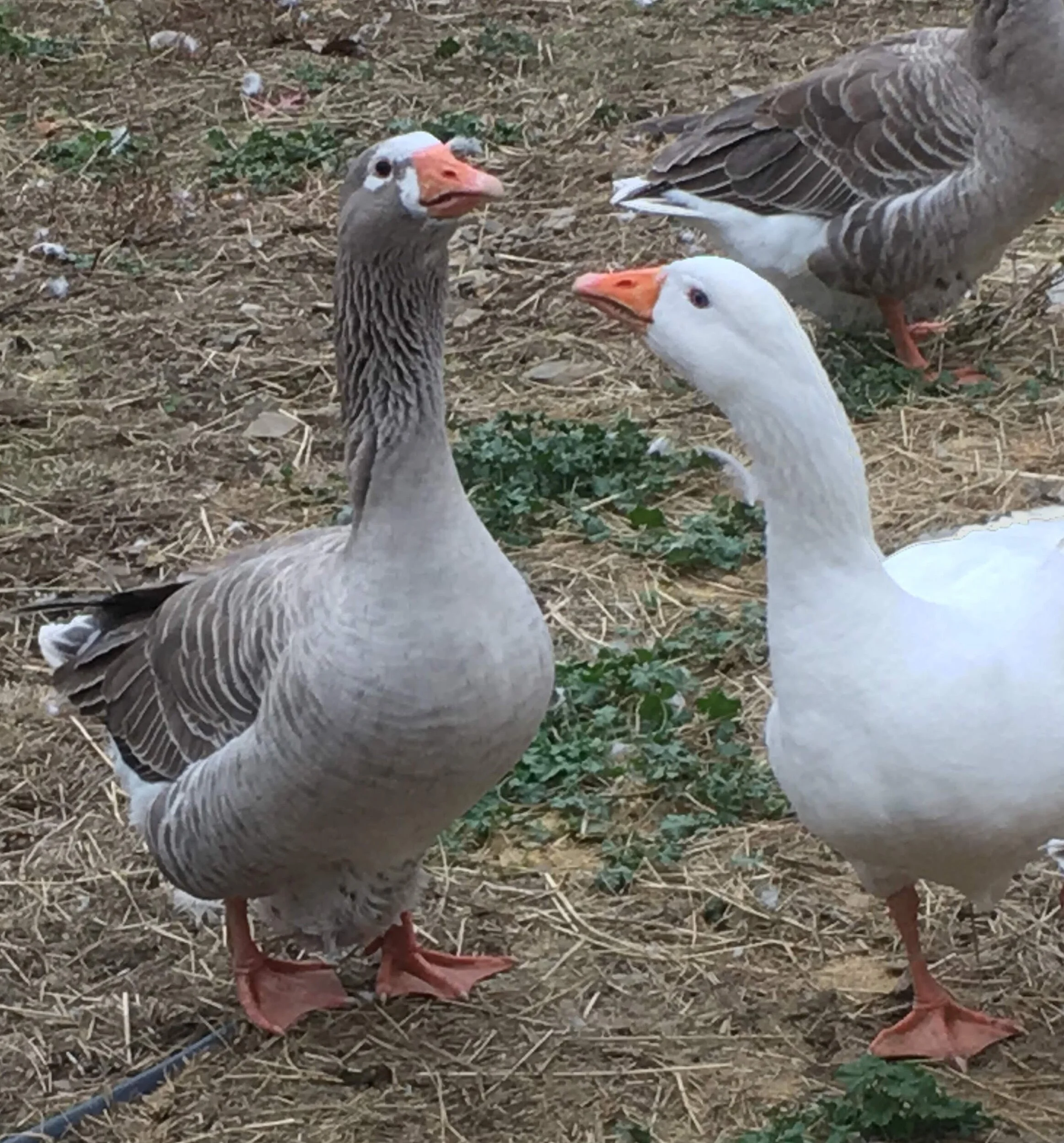 Farm Geese Breeds