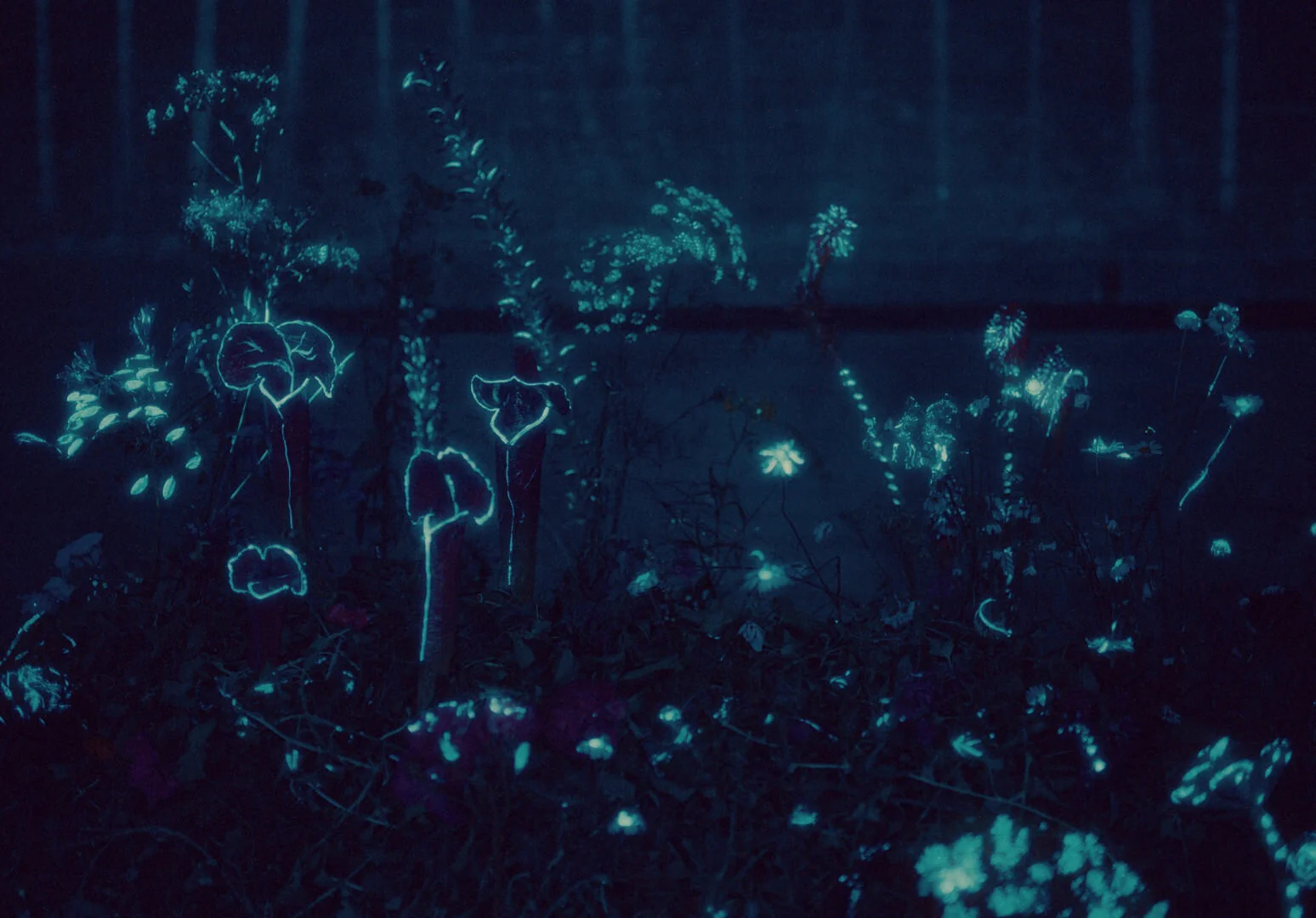 Joshua Lamont ACS - Cinematographer