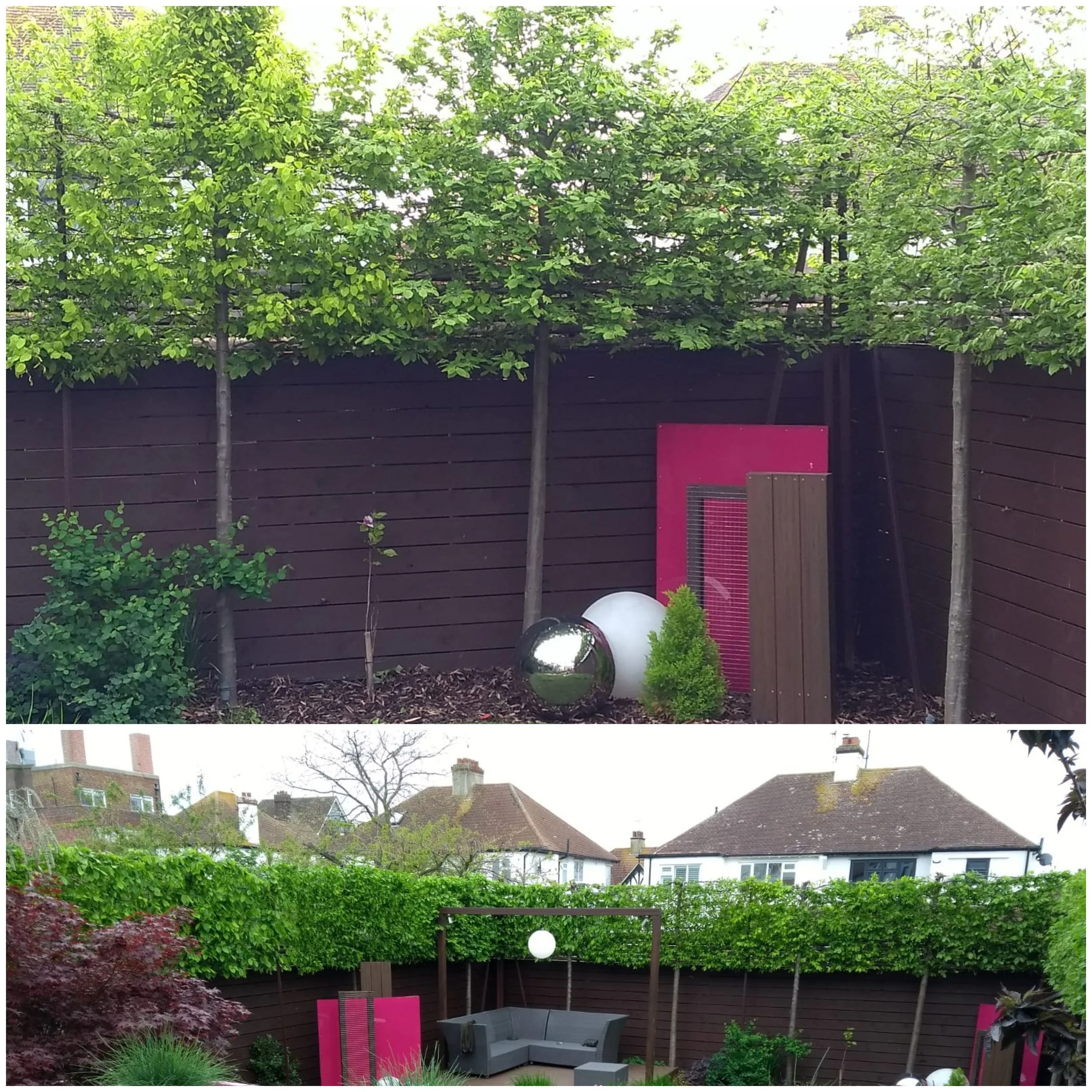 Re-pleaching / Pruning Pleached Trees / Management of Pleached Trees ...