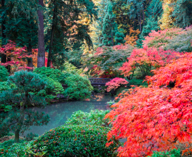 Where to Enjoy Portland's Fall Foliage — Urban Nest Realty