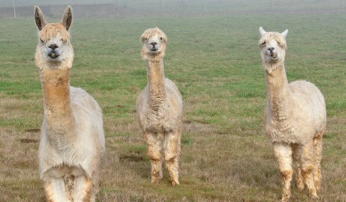 10 Weird Things You Didn't know about Oregon — Urban Nest Realty