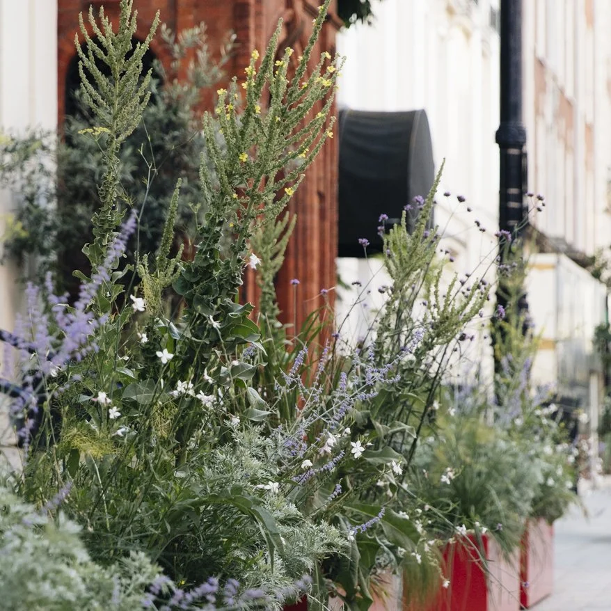 Alexandra Noble | Garden and Landscape Design | London and UK