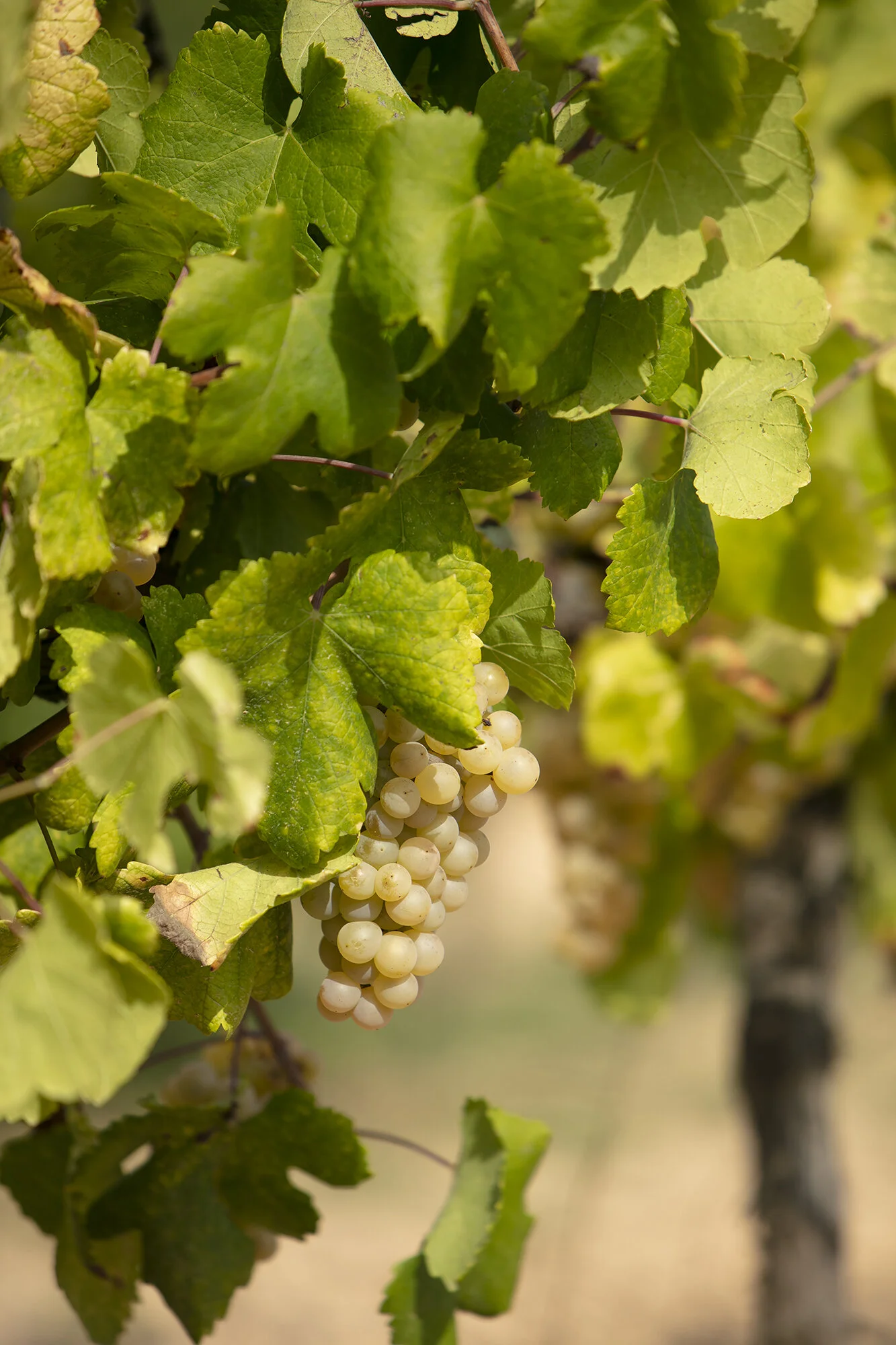 Torelló winery - Cava - Spain — Alan De Herrera