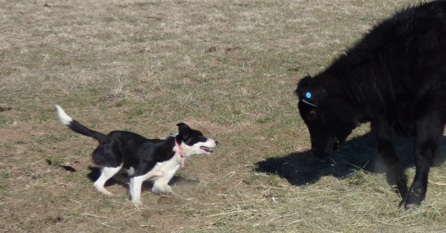 Working Border Collies For Sale