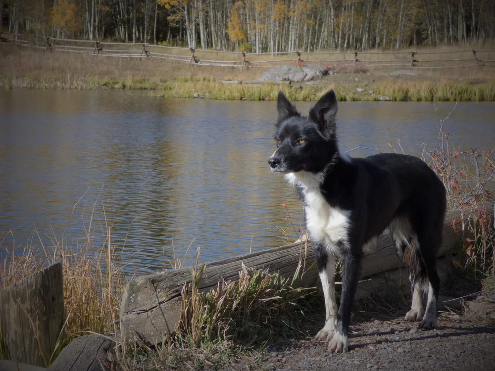 Working Border Collies For Sale
