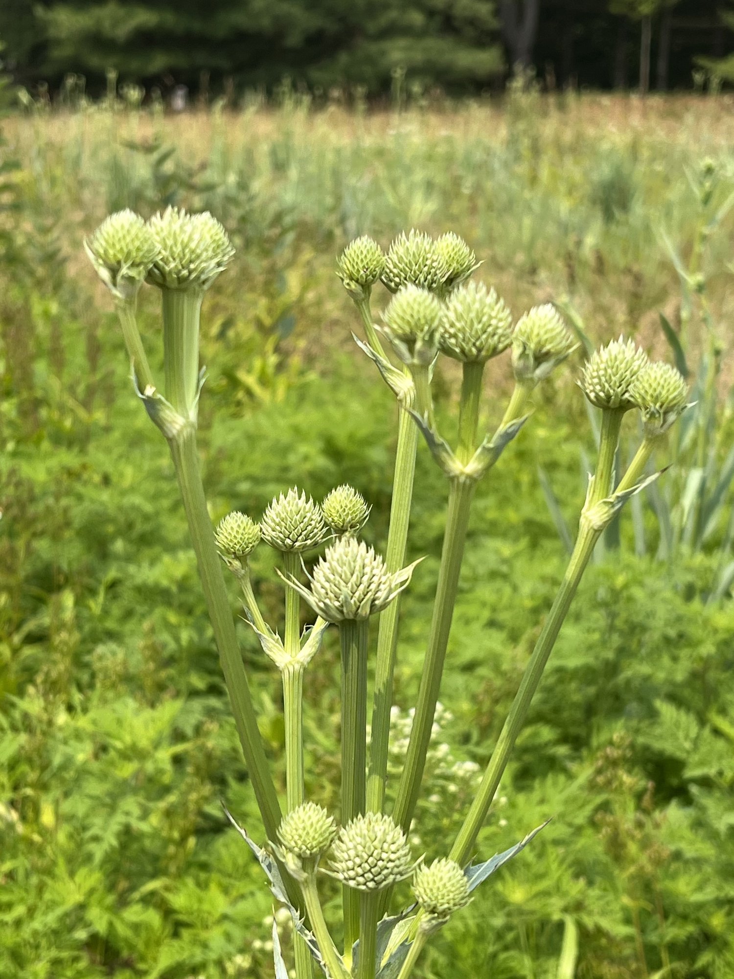 Newsletters — Friends of Brookside Gardens