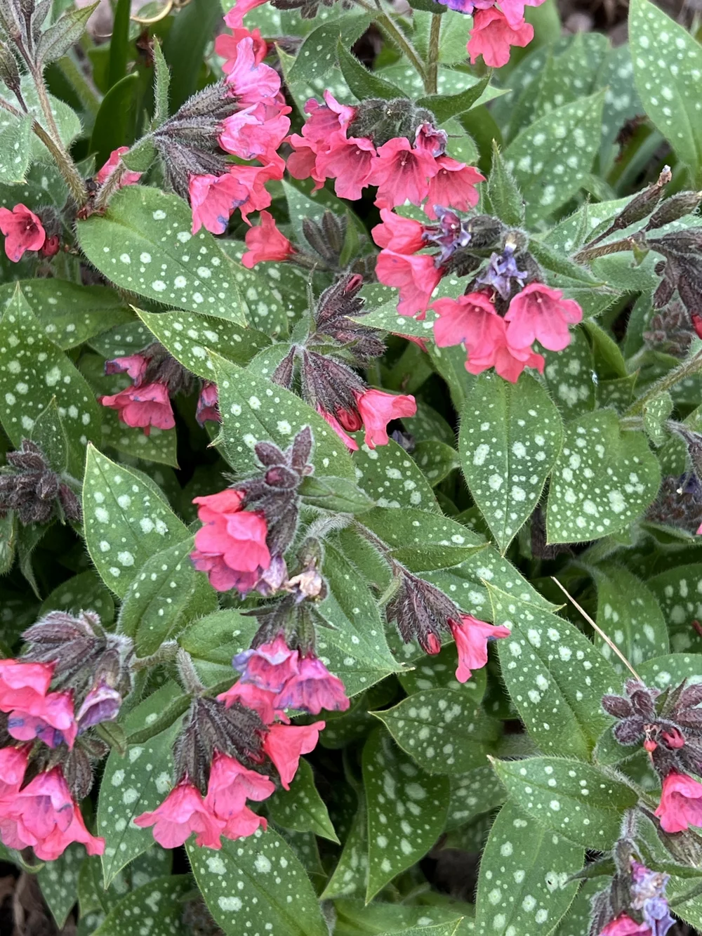 Friends of Brookside Gardens