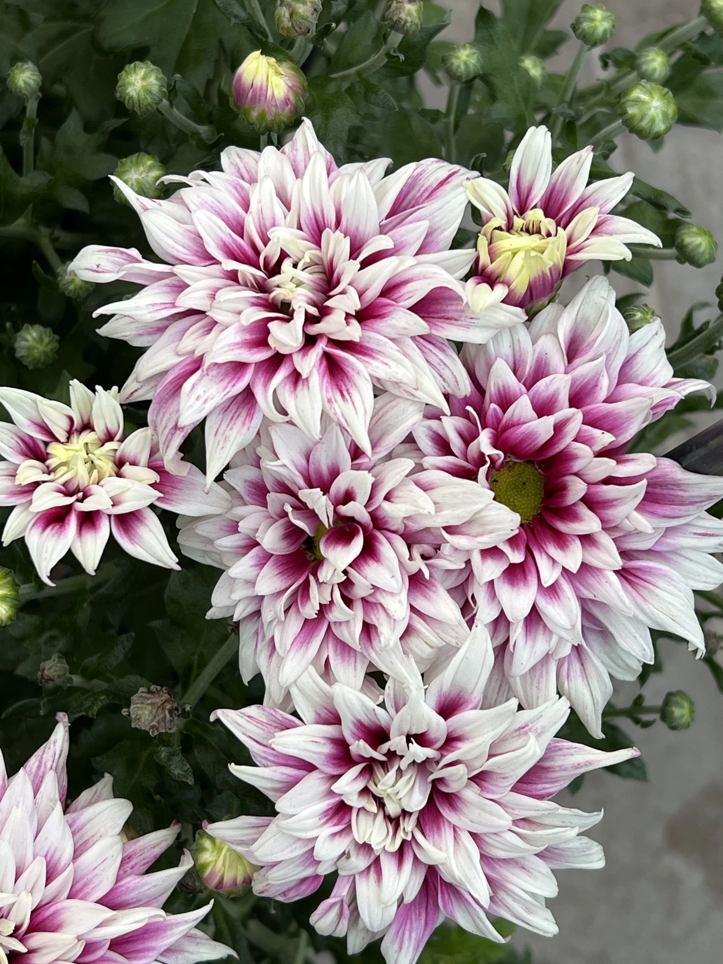 Friends of Brookside Gardens