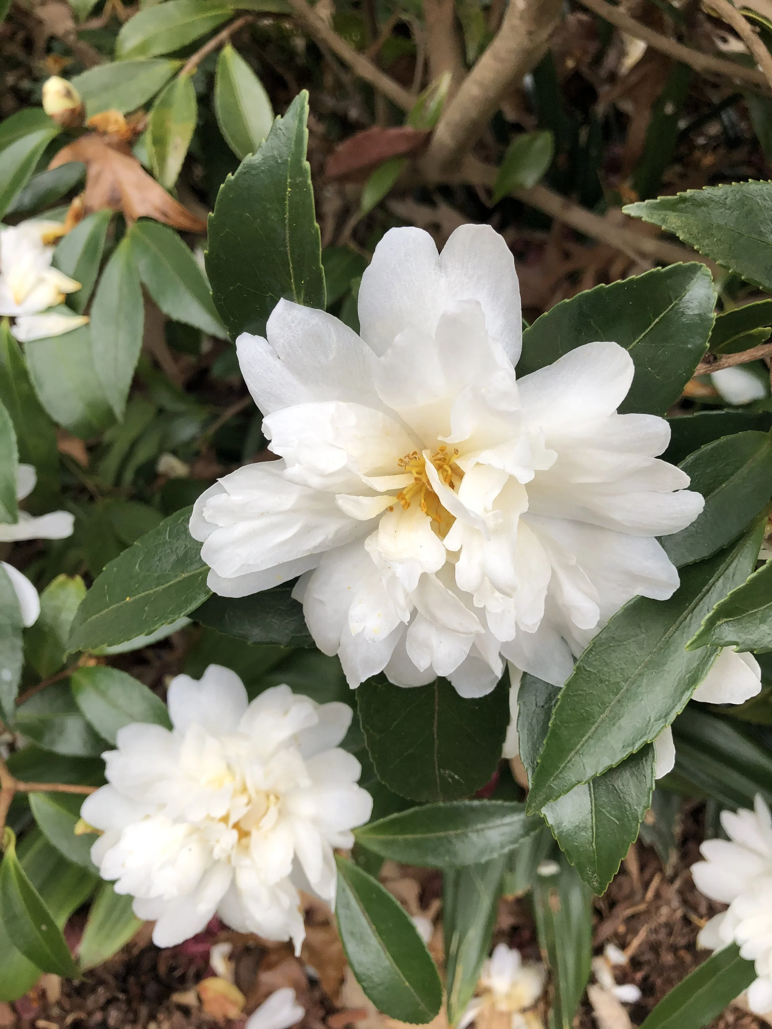 Friends of Brookside Gardens