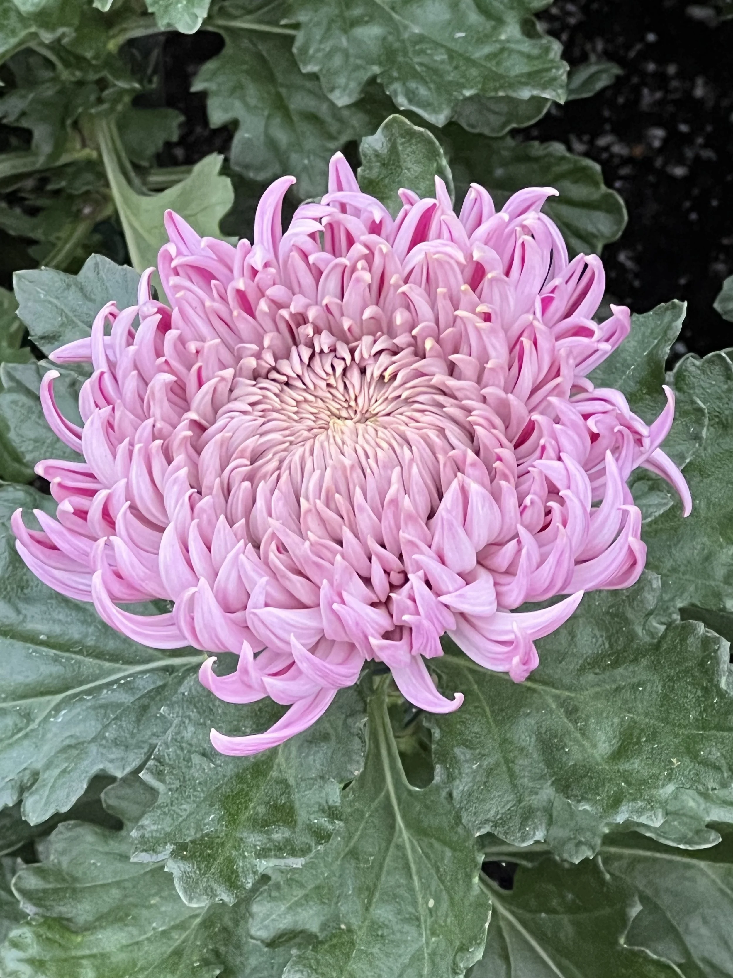 Friends of Brookside Gardens