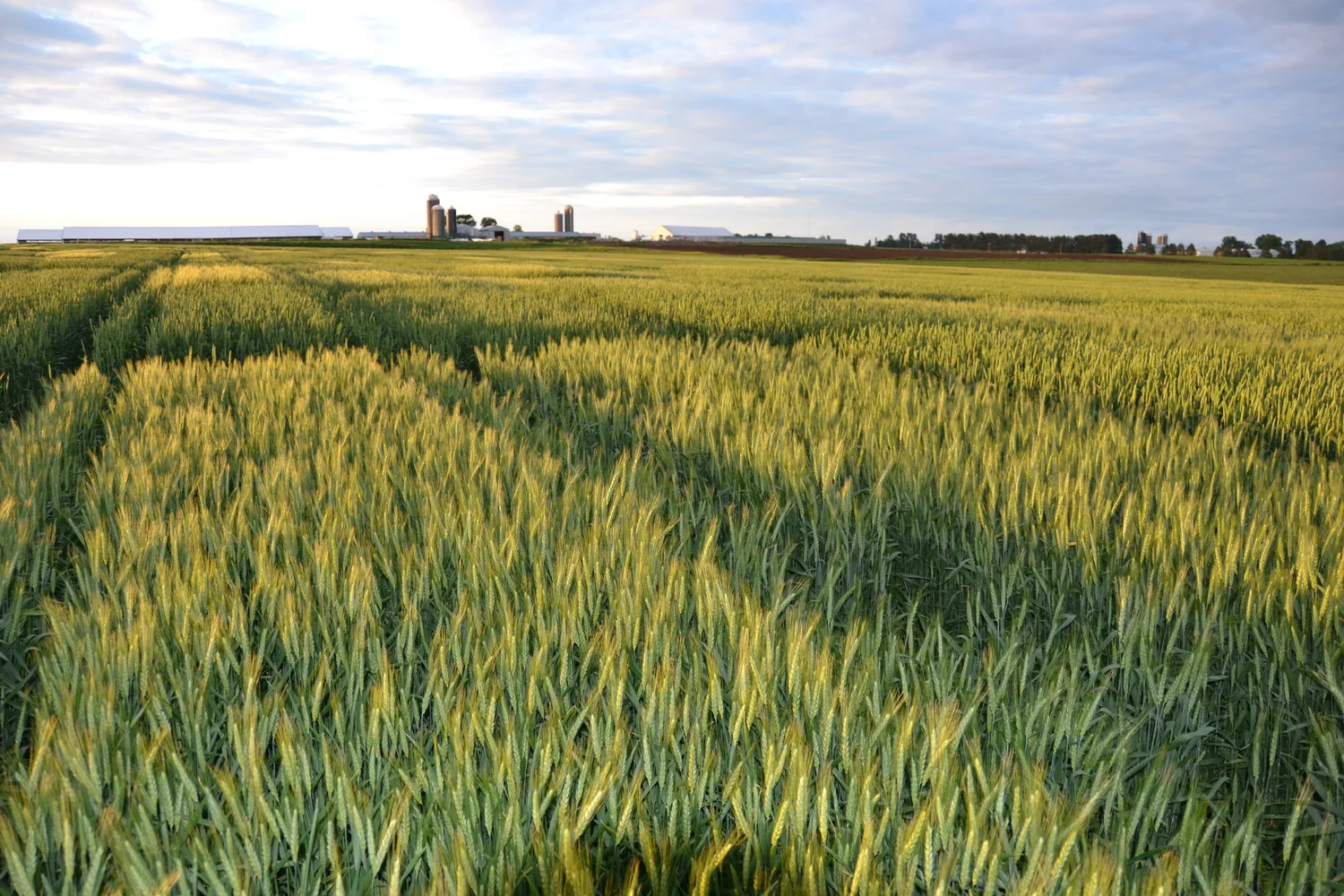 Wisconsin's #1 Winter Wheat — Partners In Production - PIP Seeds ...