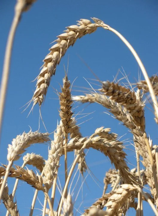 Wisconsin's #1 Winter Wheat — Partners In Production - PIP Seeds ...