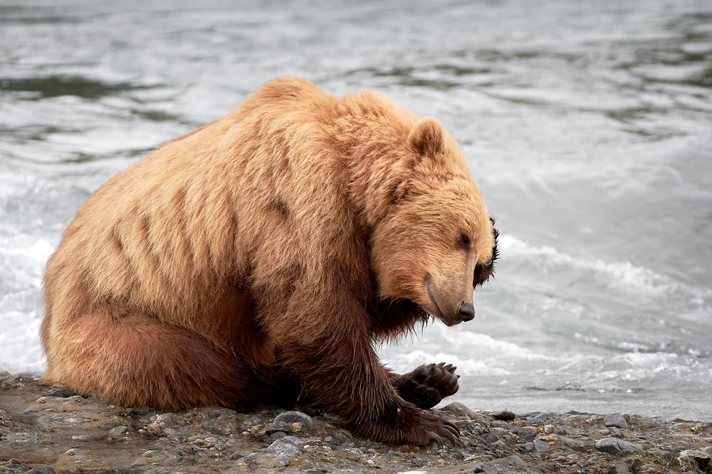 Birds — Adam Cornwell