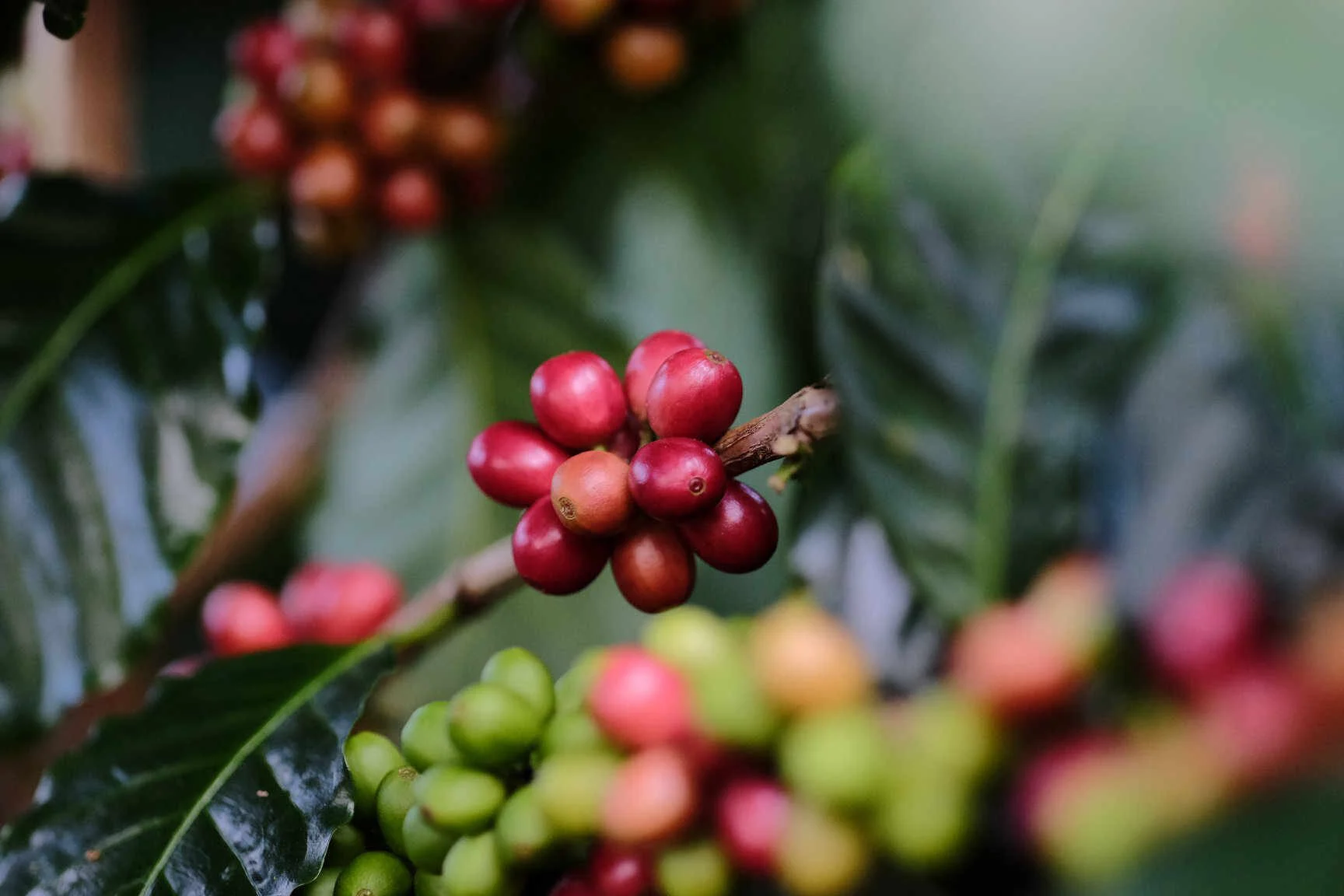 Strangers Coffee Co | Speciality Coffee Roasters Norwich