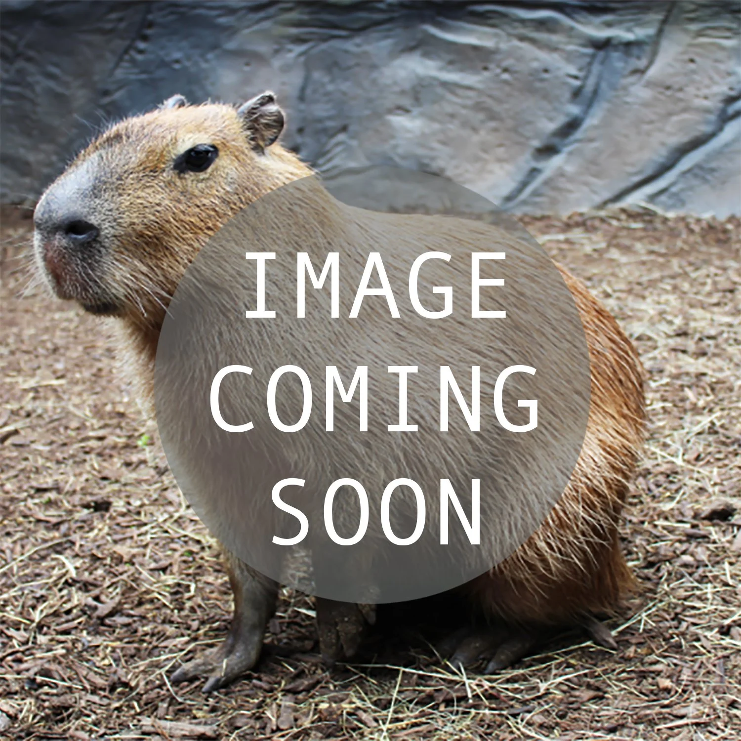 Needle Felting Workshop / Capybara FULLY BOOKED — Fudge and Mabel