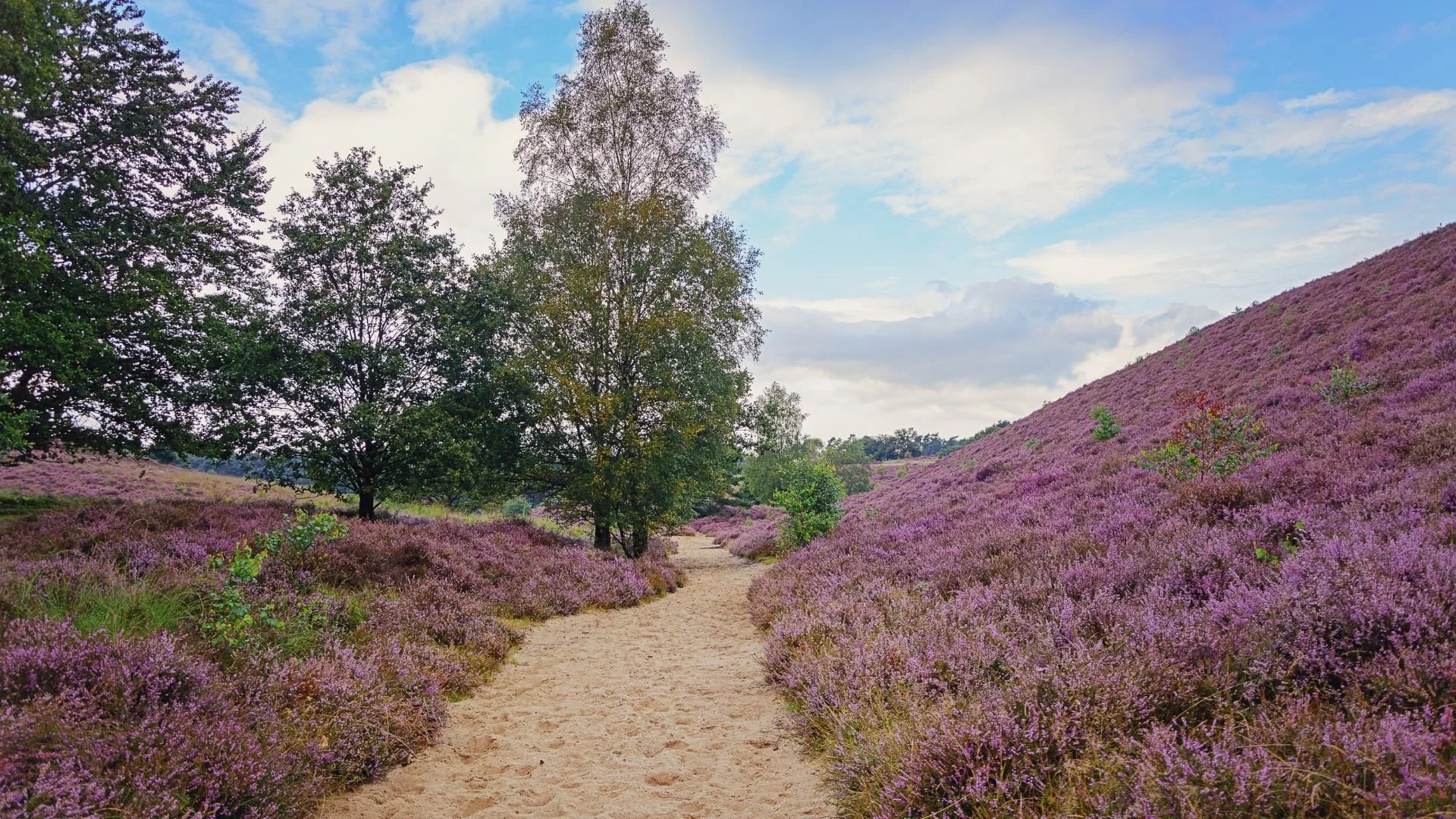 Biofeedback Scans & Therapy | Edinburgh