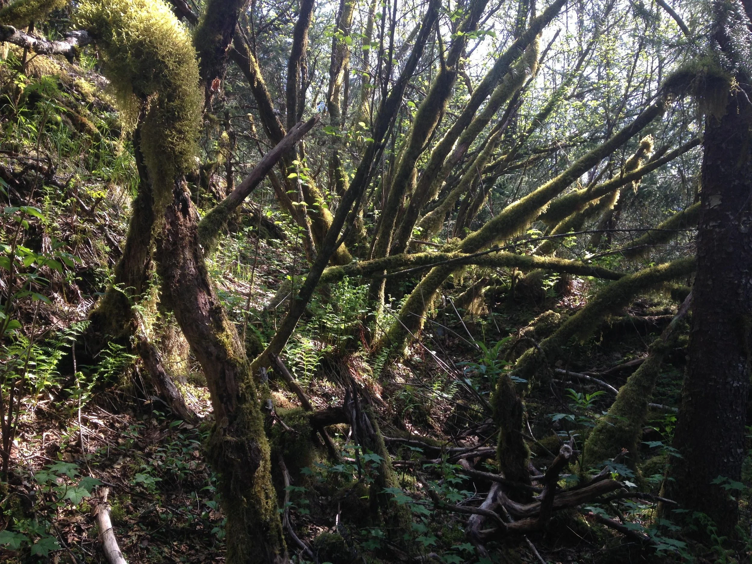 Alaska Natural Burial — CascadiaNow!