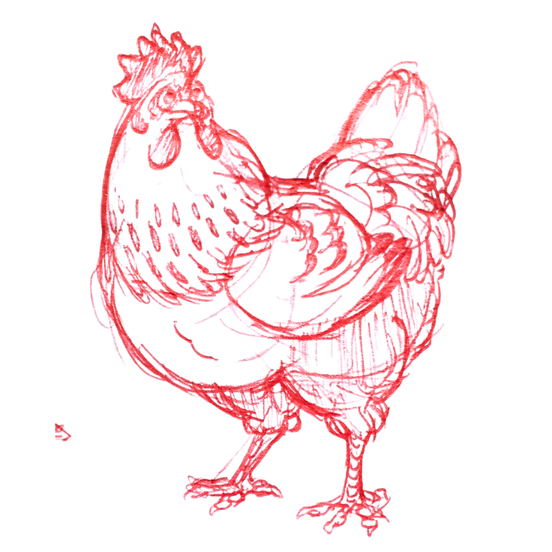 Bird Illustration & Anatomy — ARTspot Edmonds