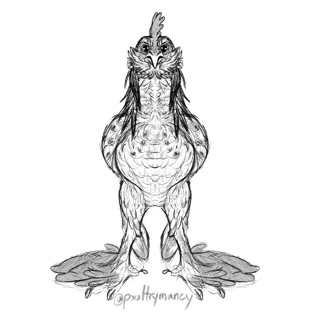 Bird Illustration & Anatomy — ARTspot Edmonds