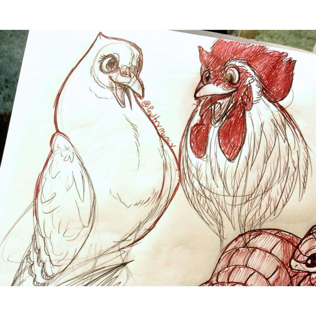 Bird Illustration & Anatomy — ARTspot Edmonds
