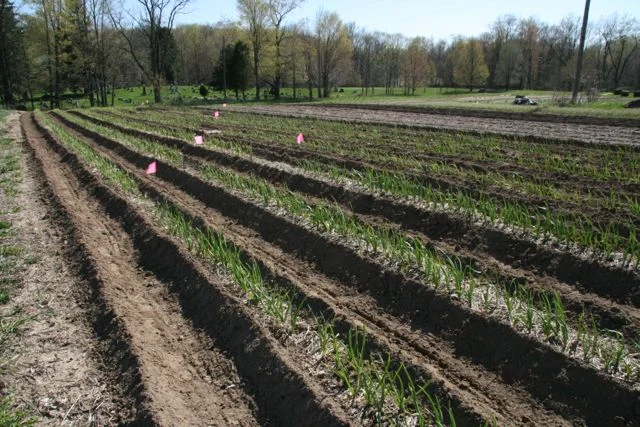 Fat Blossom Farm