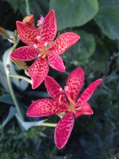 Fat Blossom Farm