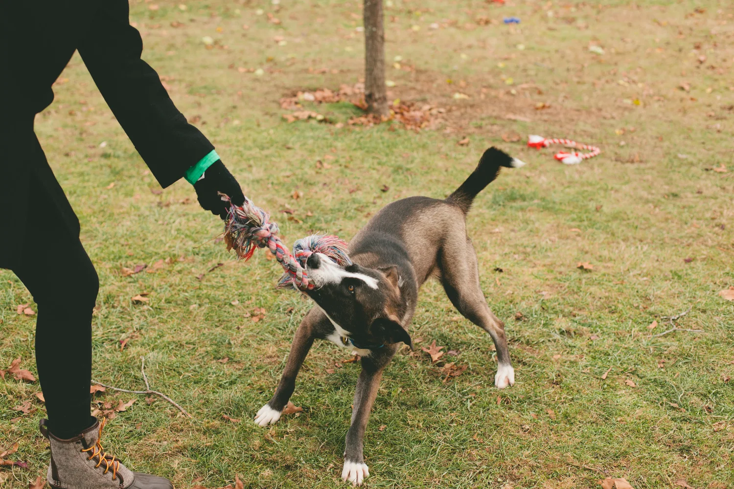 Schultz's Guest House: A Sanctuary For Homeless Dogs — tell New England