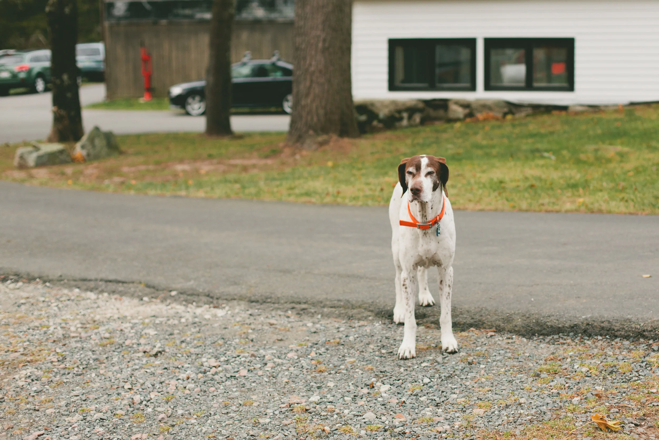 Schultz's Guest House: A Sanctuary For Homeless Dogs — tell New England