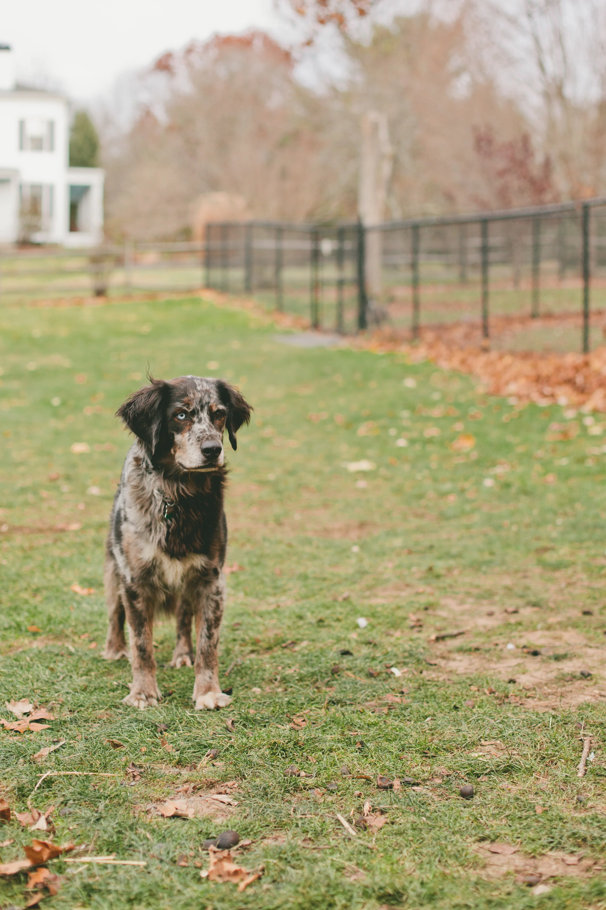 Schultz's Guest House: A Sanctuary For Homeless Dogs — tell New England