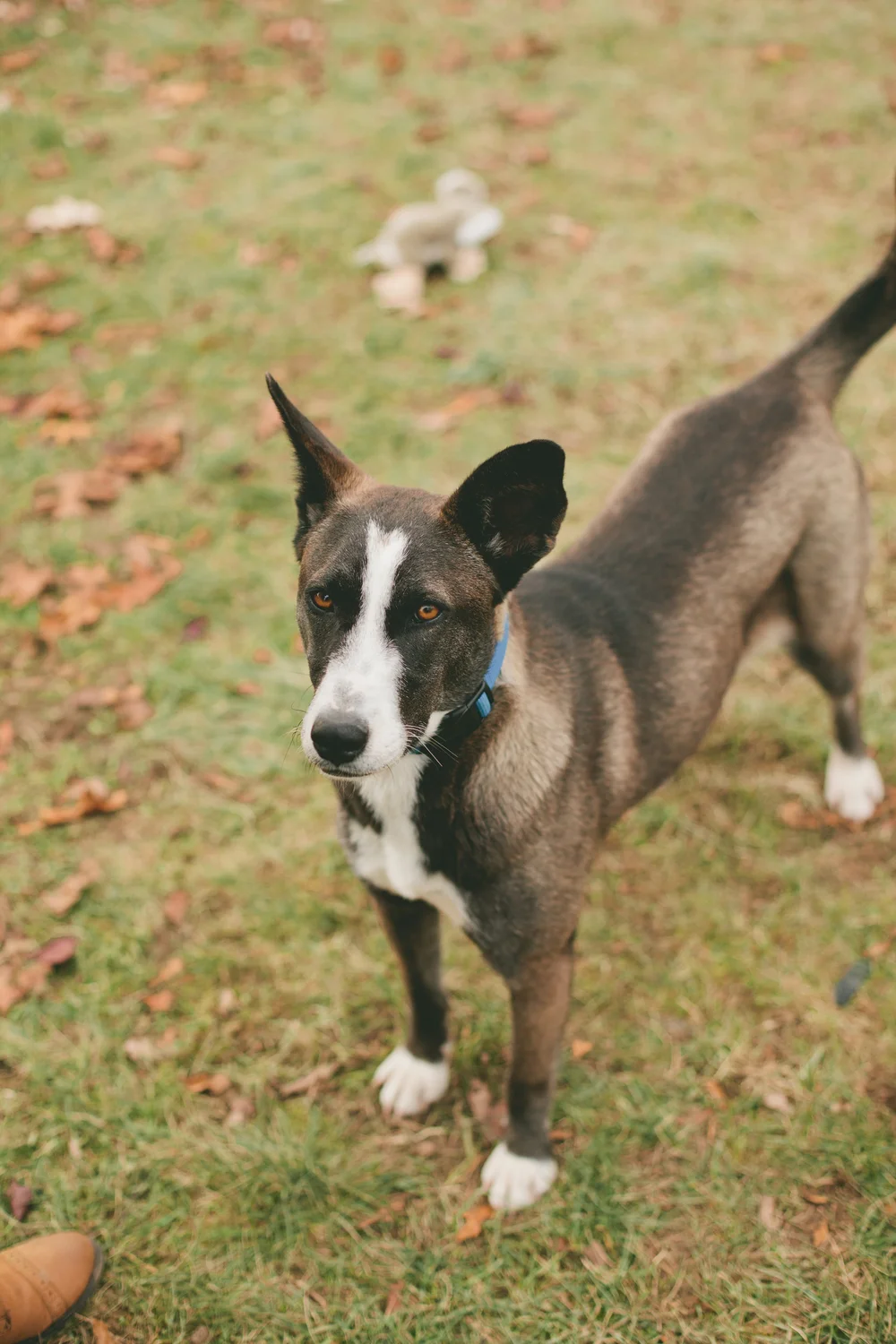 Schultz's Guest House: A Sanctuary For Homeless Dogs — tell New England