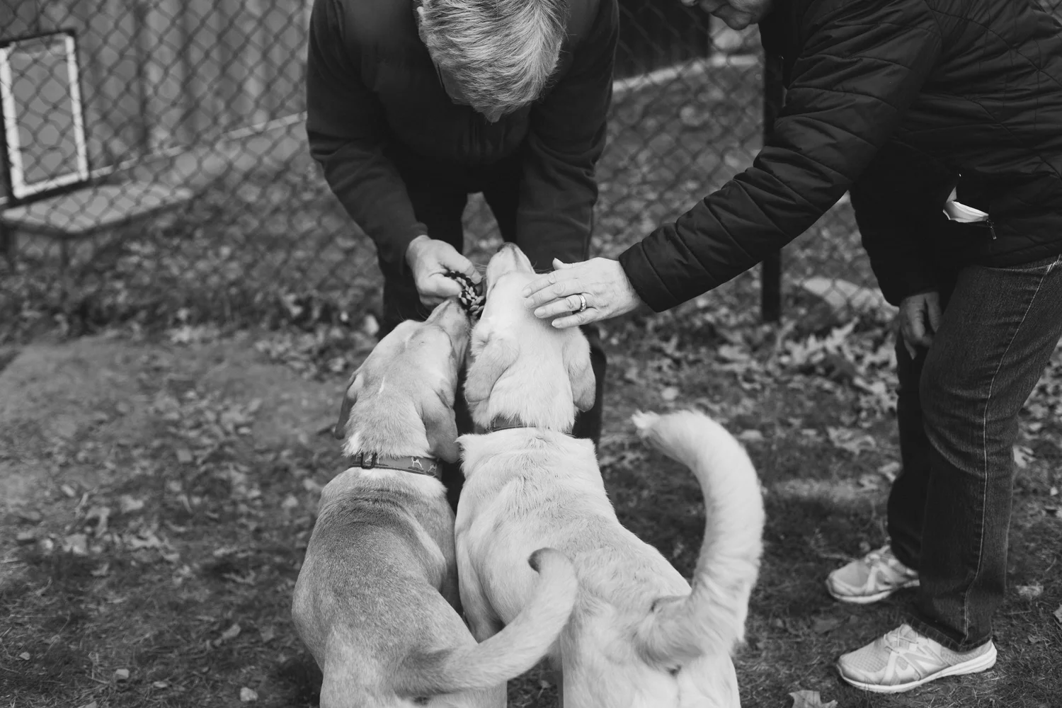 Schultz's Guest House: A Sanctuary For Homeless Dogs — tell New England